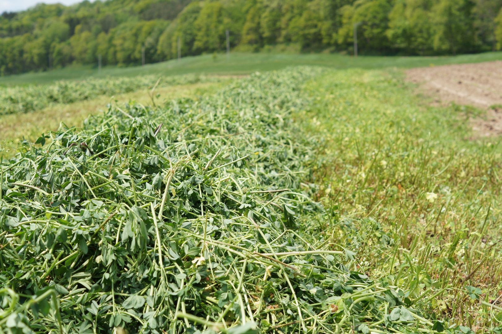 Measuring Forage Quality - Midwestern BioAg