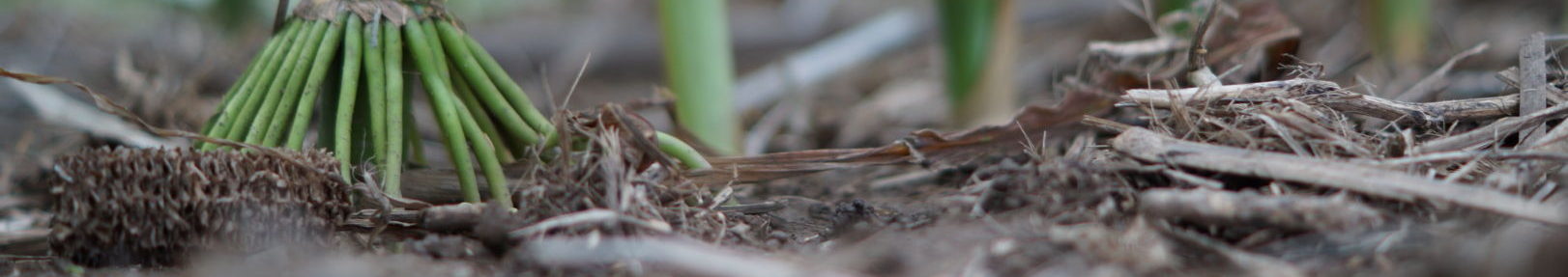 Selecting the Right Calcium Source for Your Soil - Midwestern BioAg