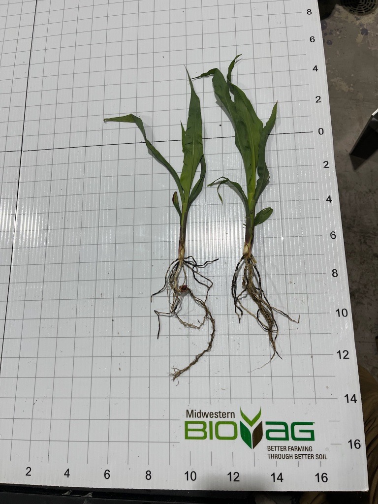 Power of Potassium and TerraNu® - Midwestern BioAg